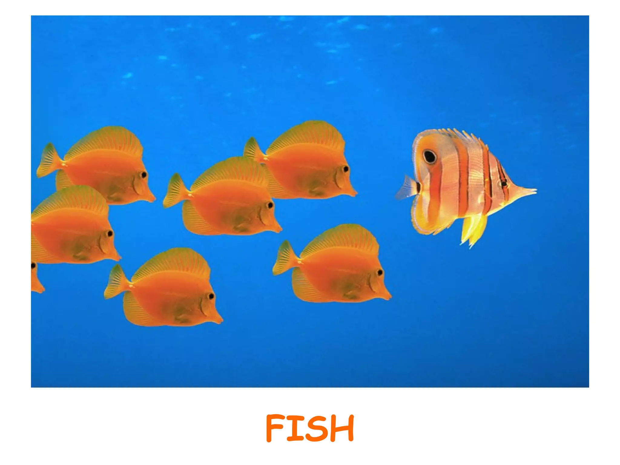 Teaching Animals for children | PPT