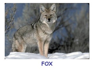 Teaching Animals for children | PPT