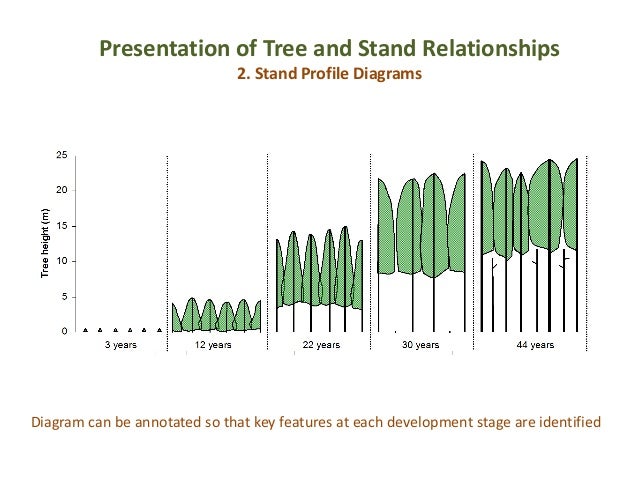 Stages Of Forest Development - Design Talk