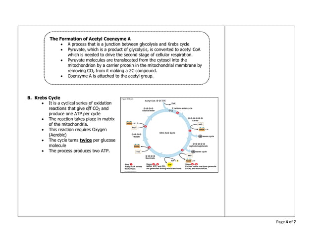 Teaching guide on Cellular respiration | PDF | Biological Sciences ...