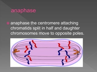 Teaching mitosis | PPTX