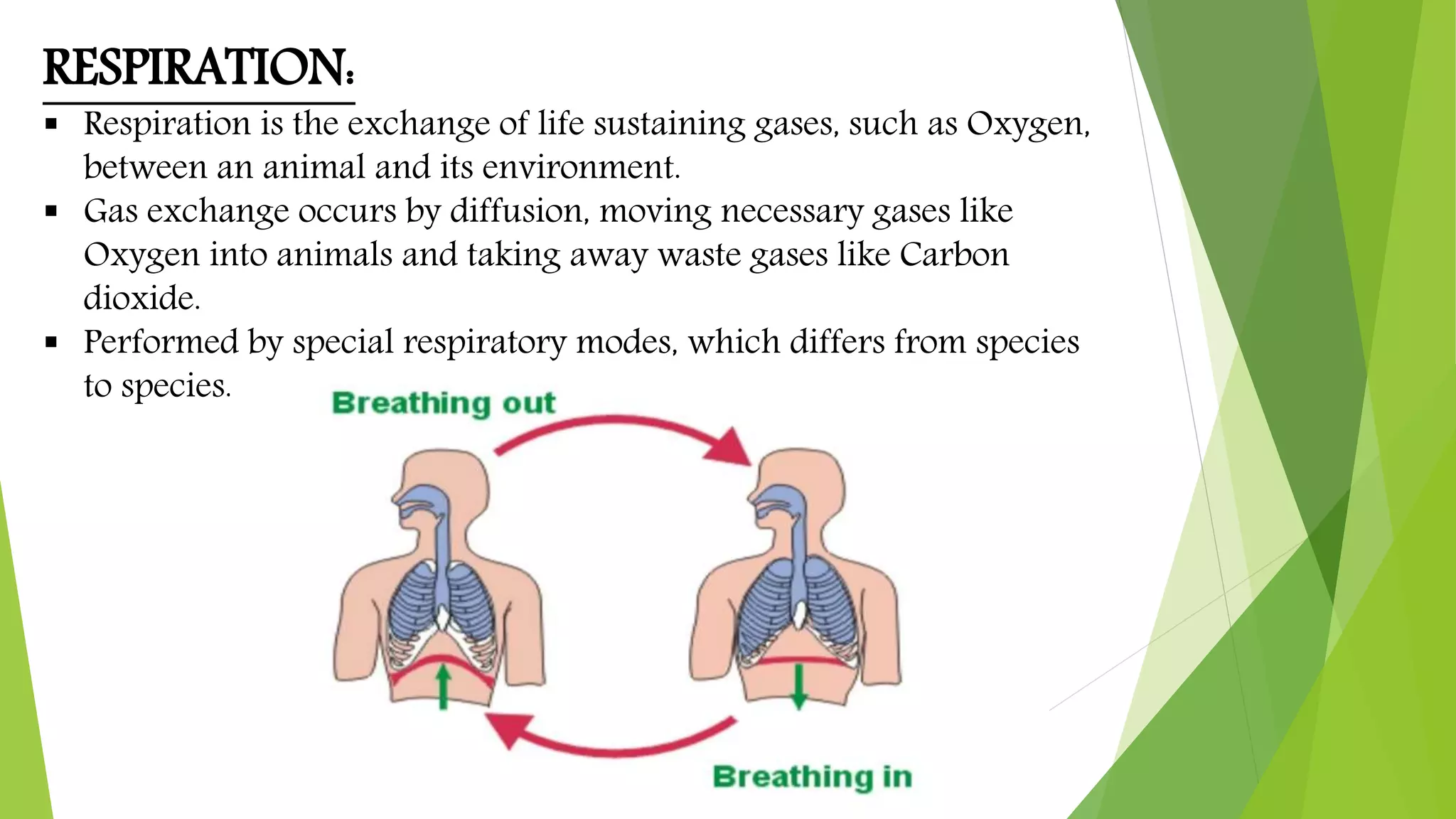 Respiration in animals. | PPTX | Ear, Nose and Throat Conditions ...