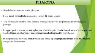Respiration in animals. | PPTX