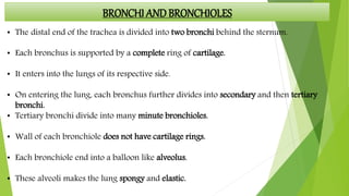 Respiration in animals. | PPTX