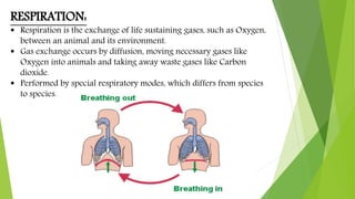 Respiration in animals. | PPTX