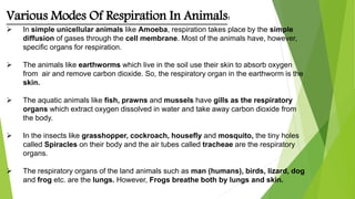 Respiration in animals. | PPTX