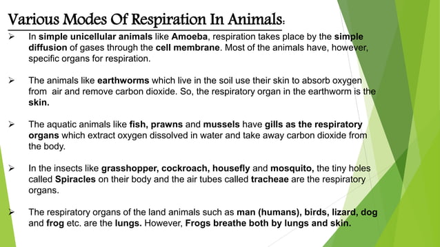 Respiration in animals. | PPTX | Ear, Nose and Throat Conditions ...