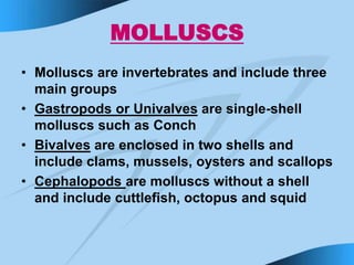 Teaching Schedule12(flat fish and Oily fish, Crustaceans, Molluscs, Cephalopods,).ppt