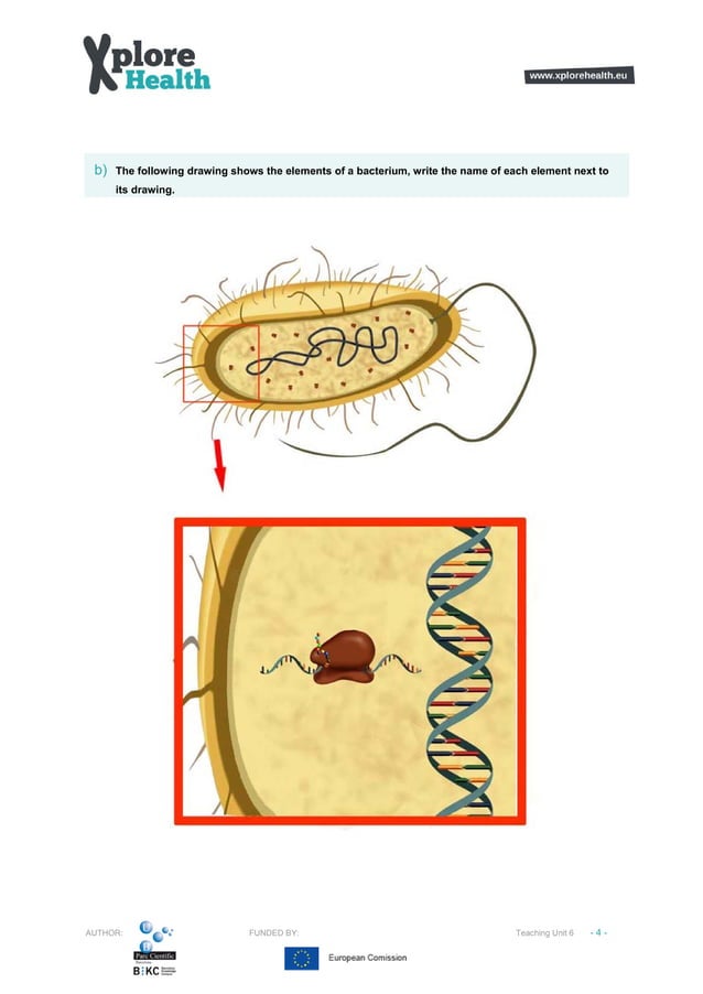 Antibiotics as drugs - Classroom activities | PDF