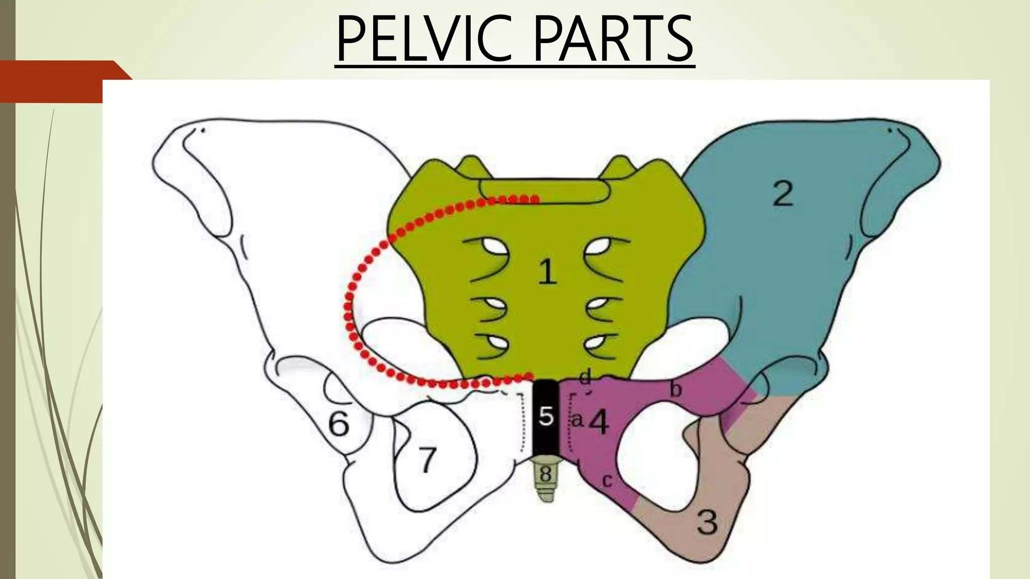 mechanism of labor | PPTX