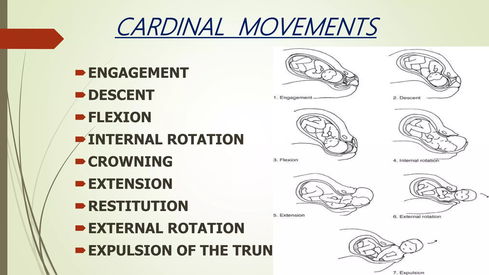 mechanism of labor | PPTX