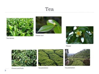 Production Technology of Tea cultivation.pptx