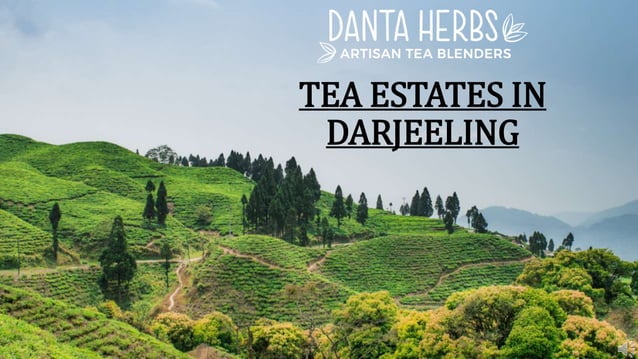 Tea estates in darjeeling | PPT