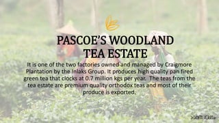 Tea estates in nilgiris | PPTX