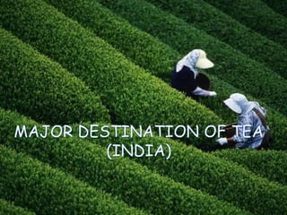 Tea export | PPTX