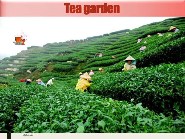 Tea from assam | PPT