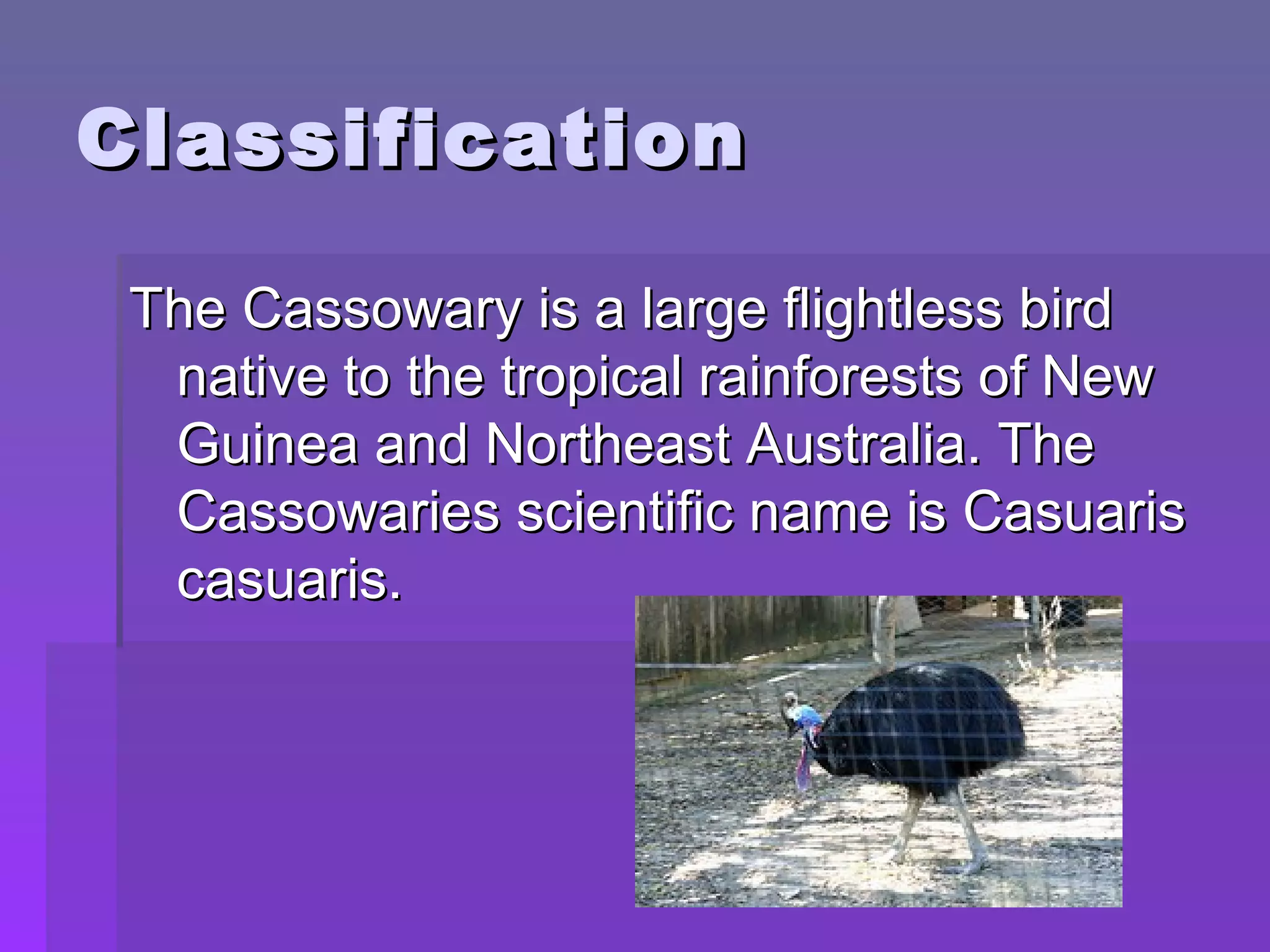 Teagan j the cassowary | PPT