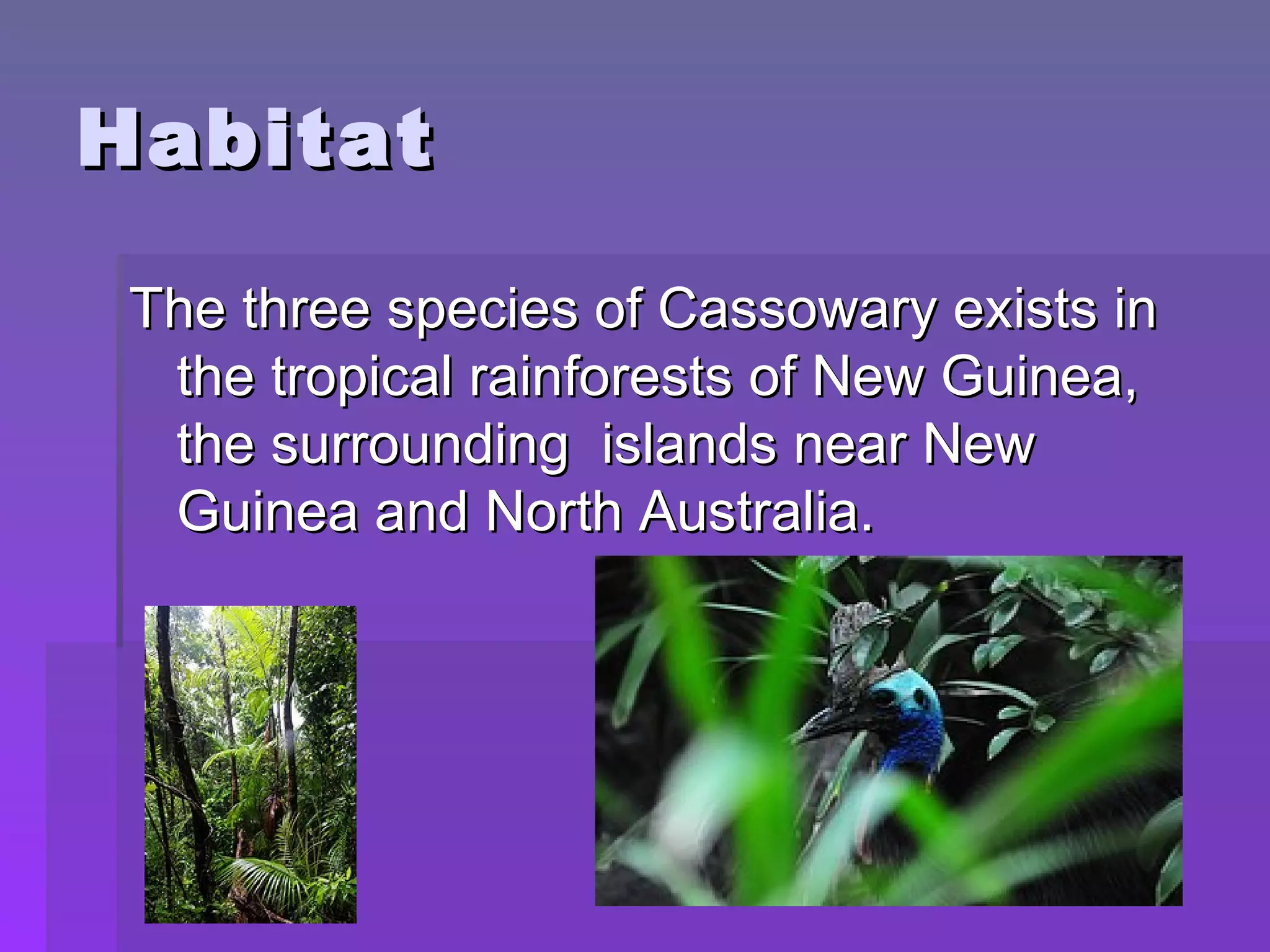 Teagan j the cassowary | PPT