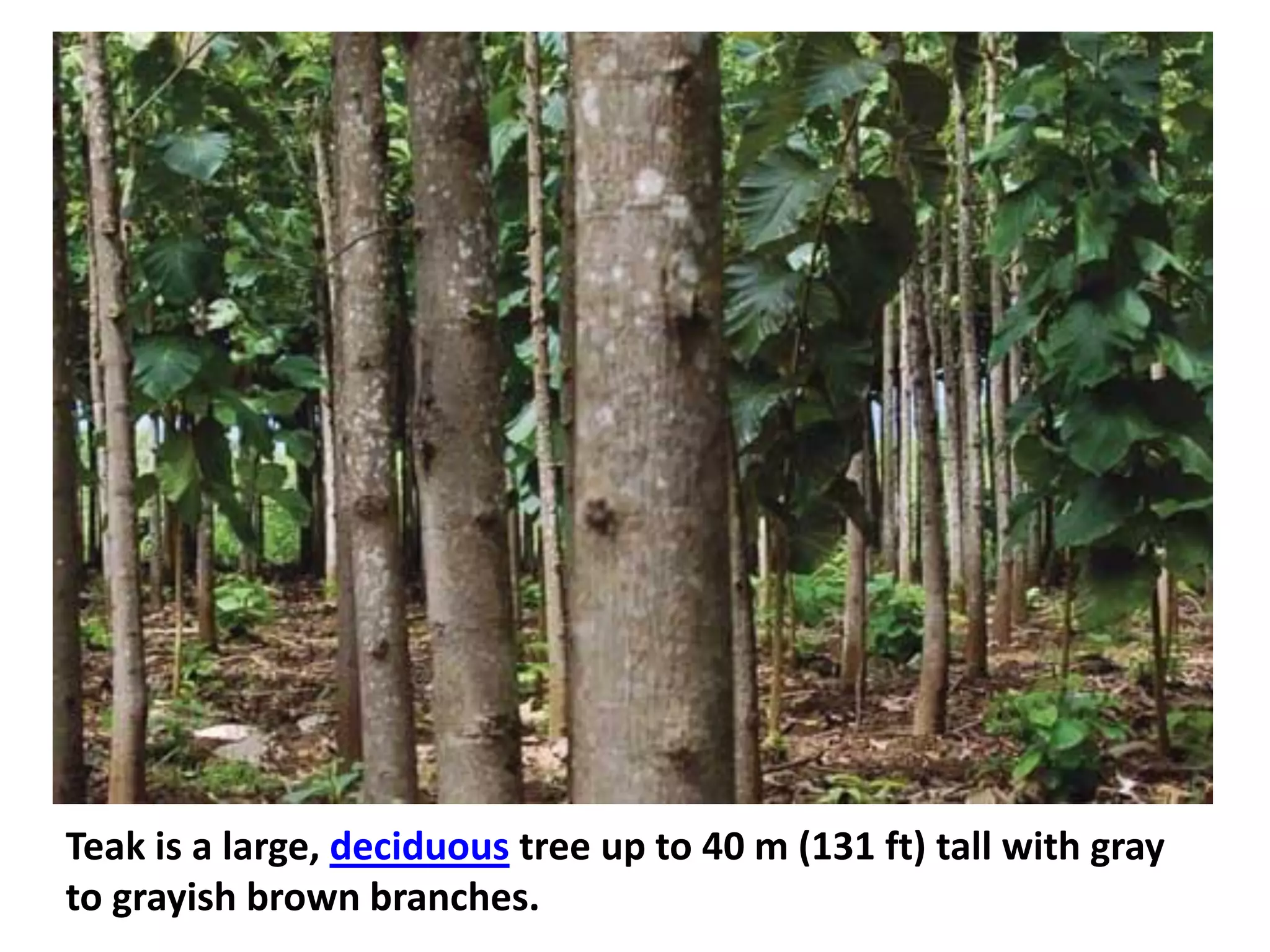 Teak morphology and economic importance | PDF