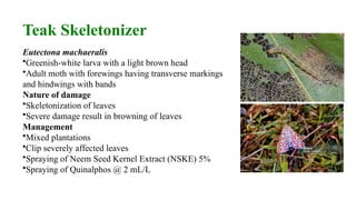 Pests of forest trees: Teak, Ailanthus and Bamboo | PPTX