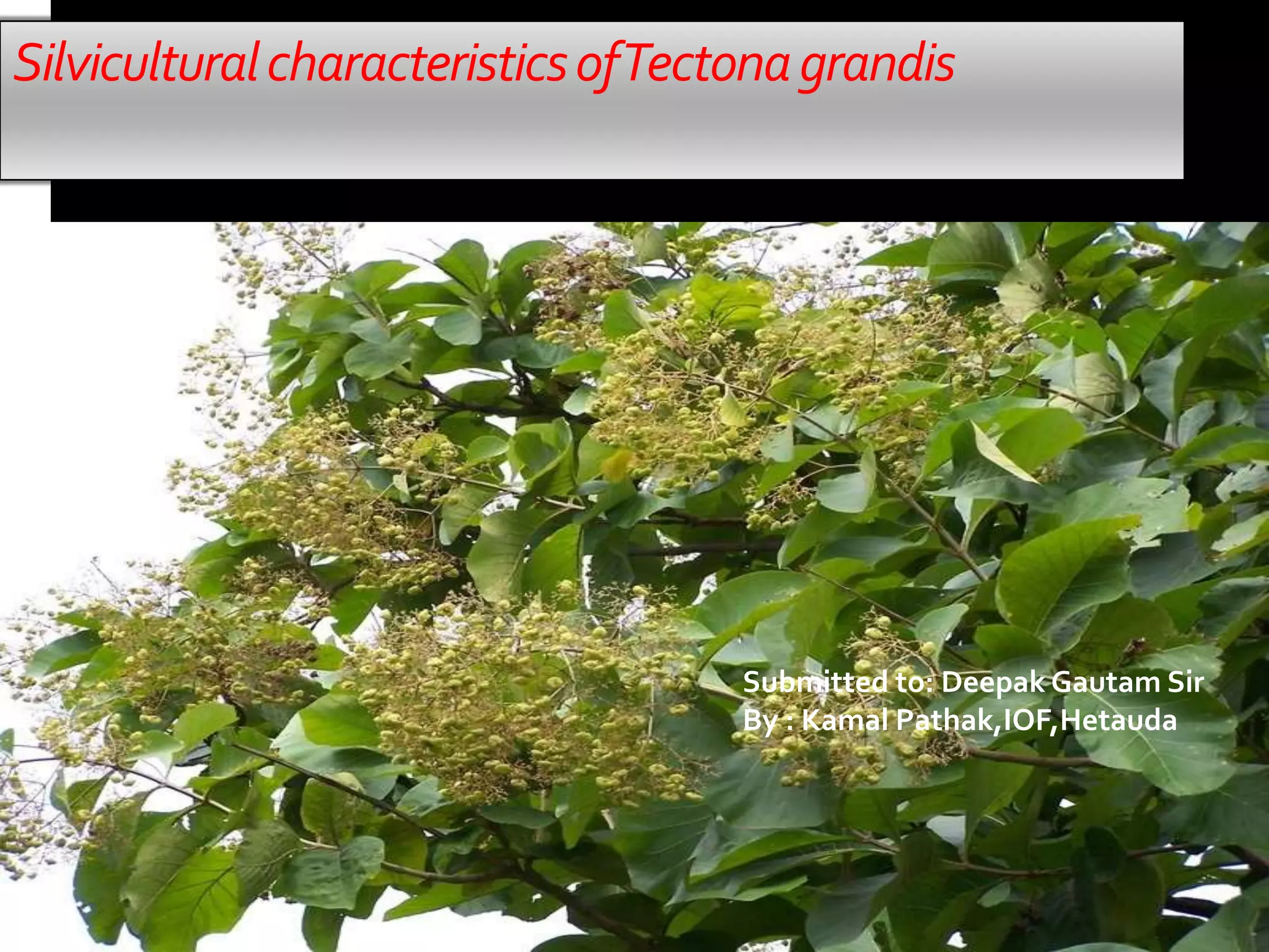 Teak tectona grandis | PPTX