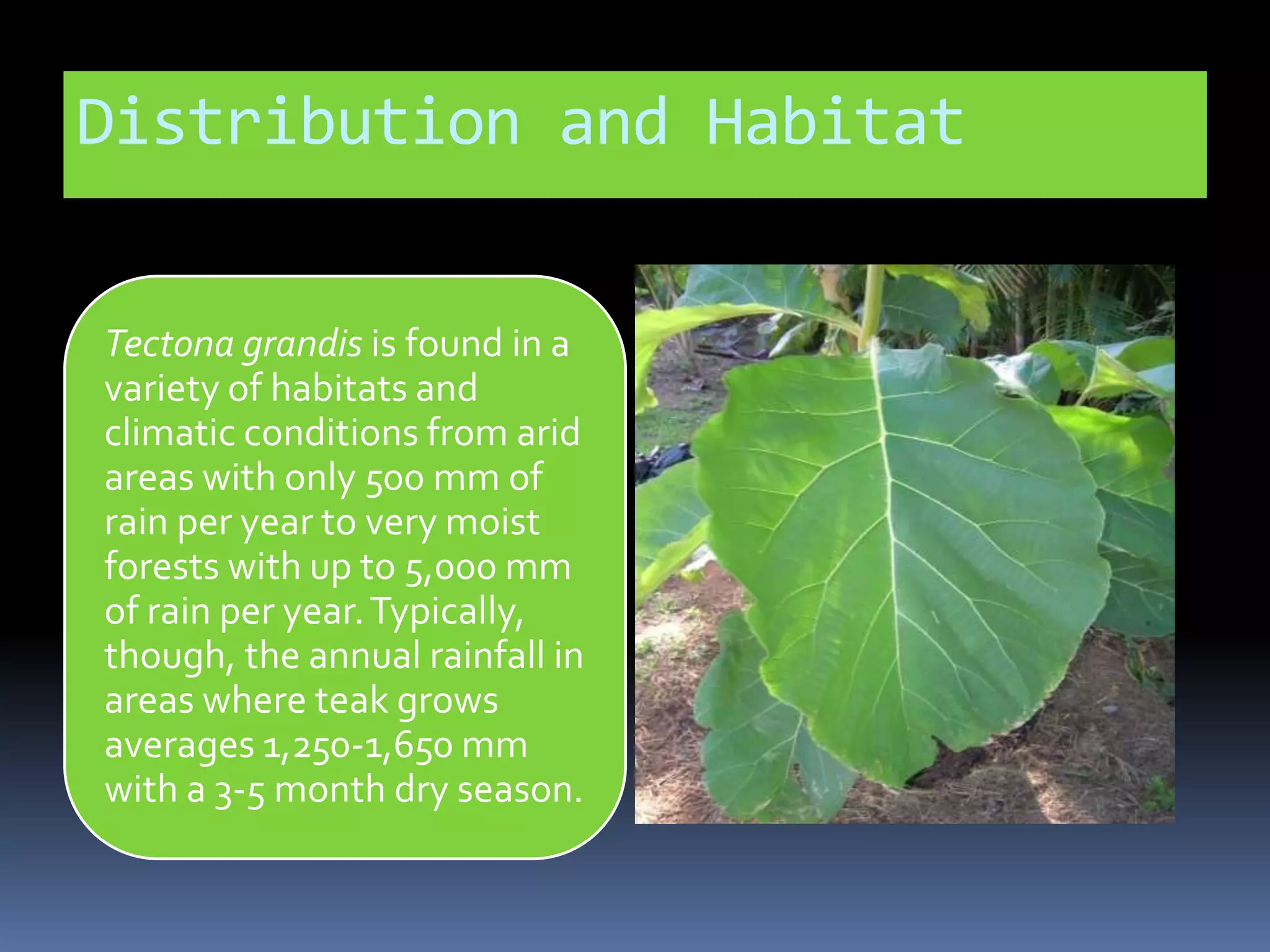 Teak tectona grandis | PPTX