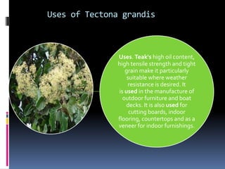 Teak tectona grandis | PPTX