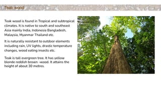 Teak wood | PDF