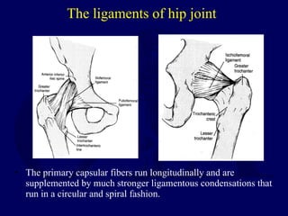 Management of Hip Dislocations | PPT