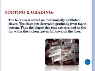 Tea Making Process | PPT