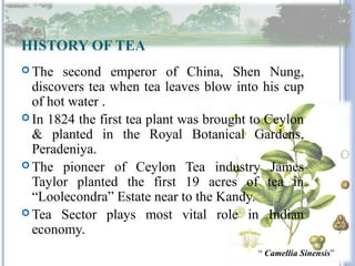 Tea Making Process | PPT