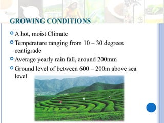 Tea Making Process | PPT