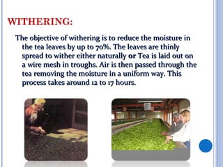 Tea Making Process | PPT