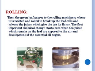 Tea Making Process | PPT