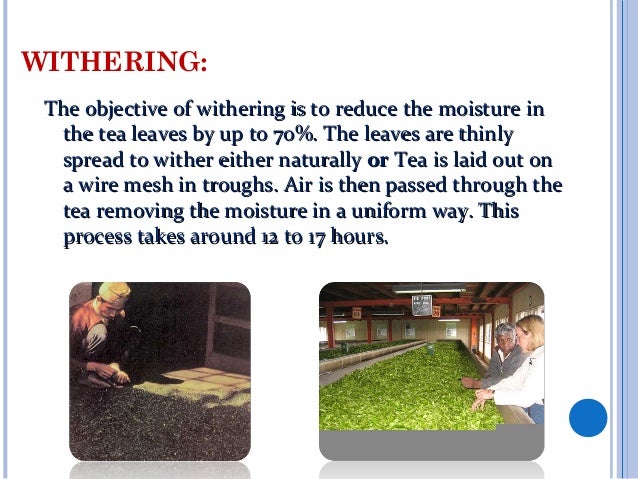 Tea Making Process