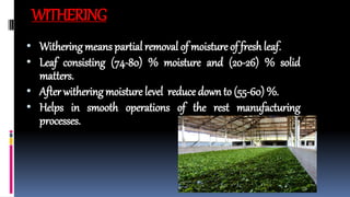 Tea manufacturing | PPTX