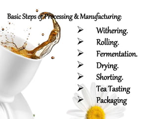 Tea manufacturing & processing for non orthodox tea | PPTX