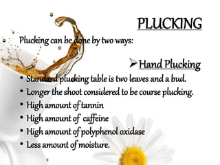 Tea manufacturing & processing for non orthodox tea | PPTX