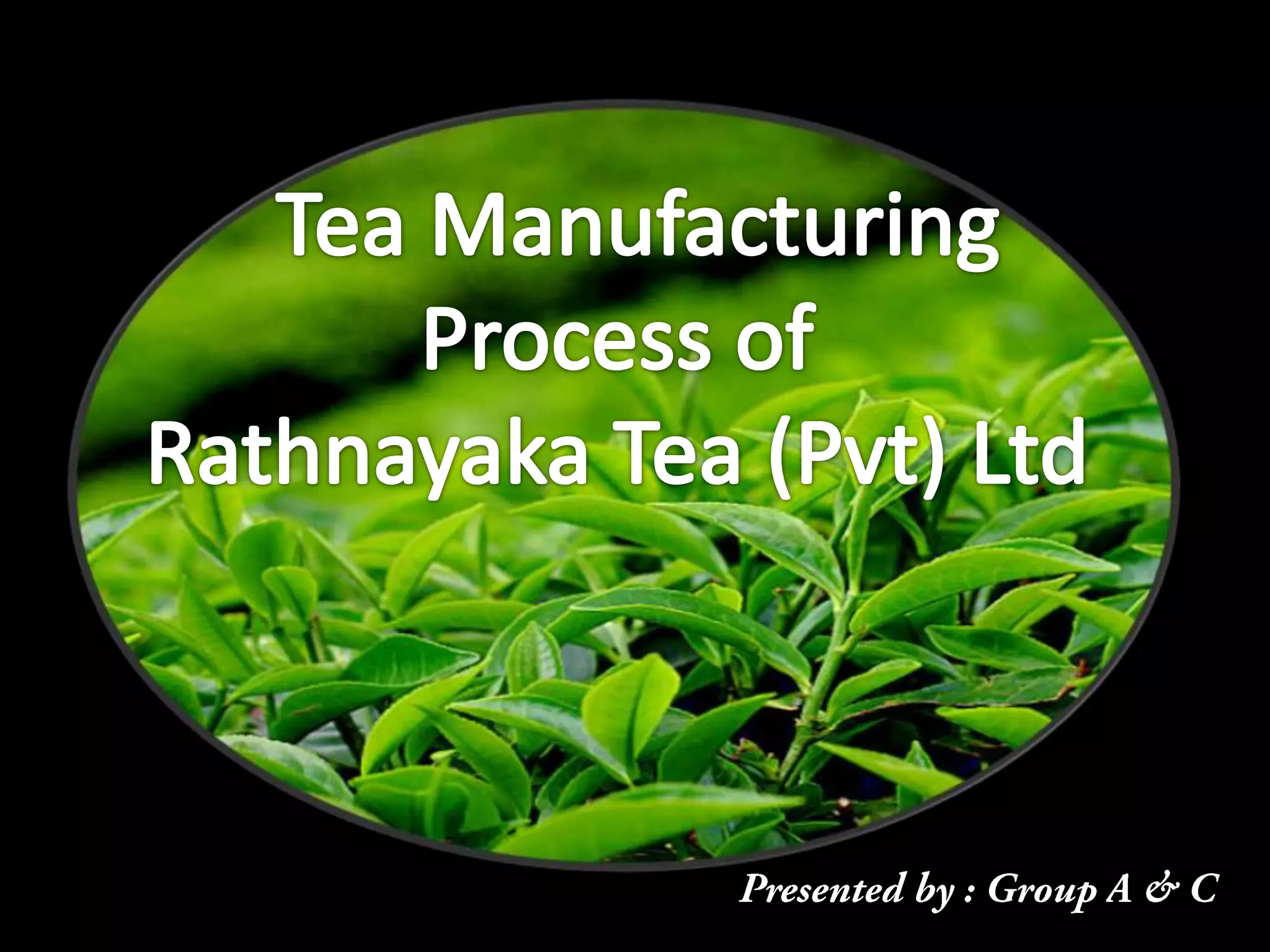 Tea manufacturing process part 1 | PPTX