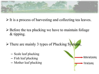 Tea manufacturing process part 1 | PPTX