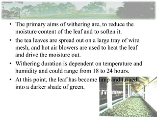 Tea manufacturing process part 1 | PPTX