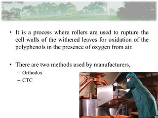 Tea manufacturing process part 1 | PPTX