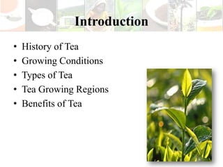 Tea manufacturing process part 1 | PPTX
