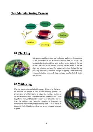 Tea manufacturing process part 1 | DOCX