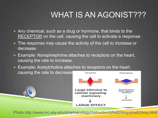 Team graham receptors-pharm | PPT