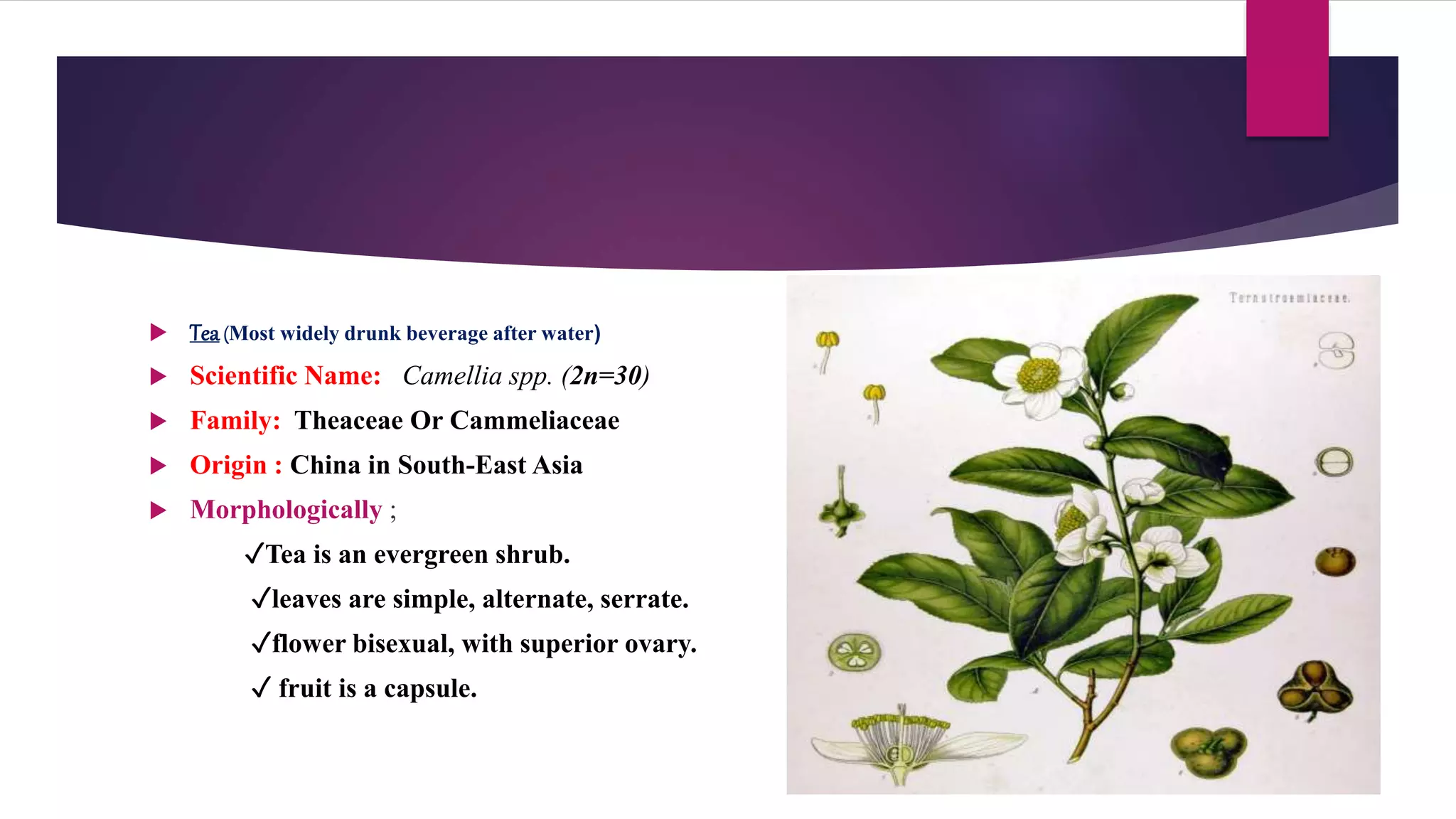 Types of Tea and their Processing Methods | PPTX