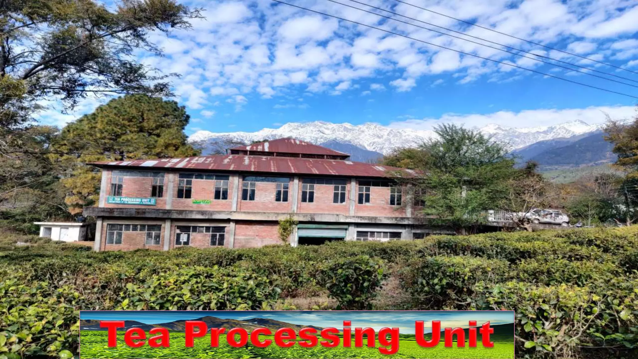 Types of Tea and their Processing Methods | PPTX