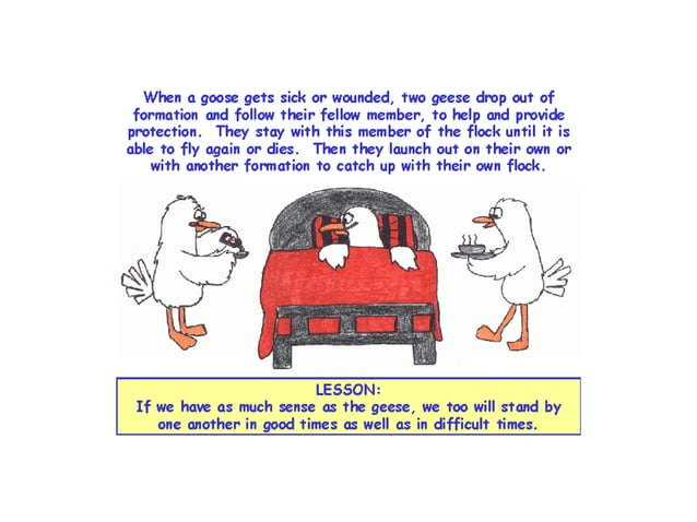 Teamwork Geese | PPS | Birds | Pets