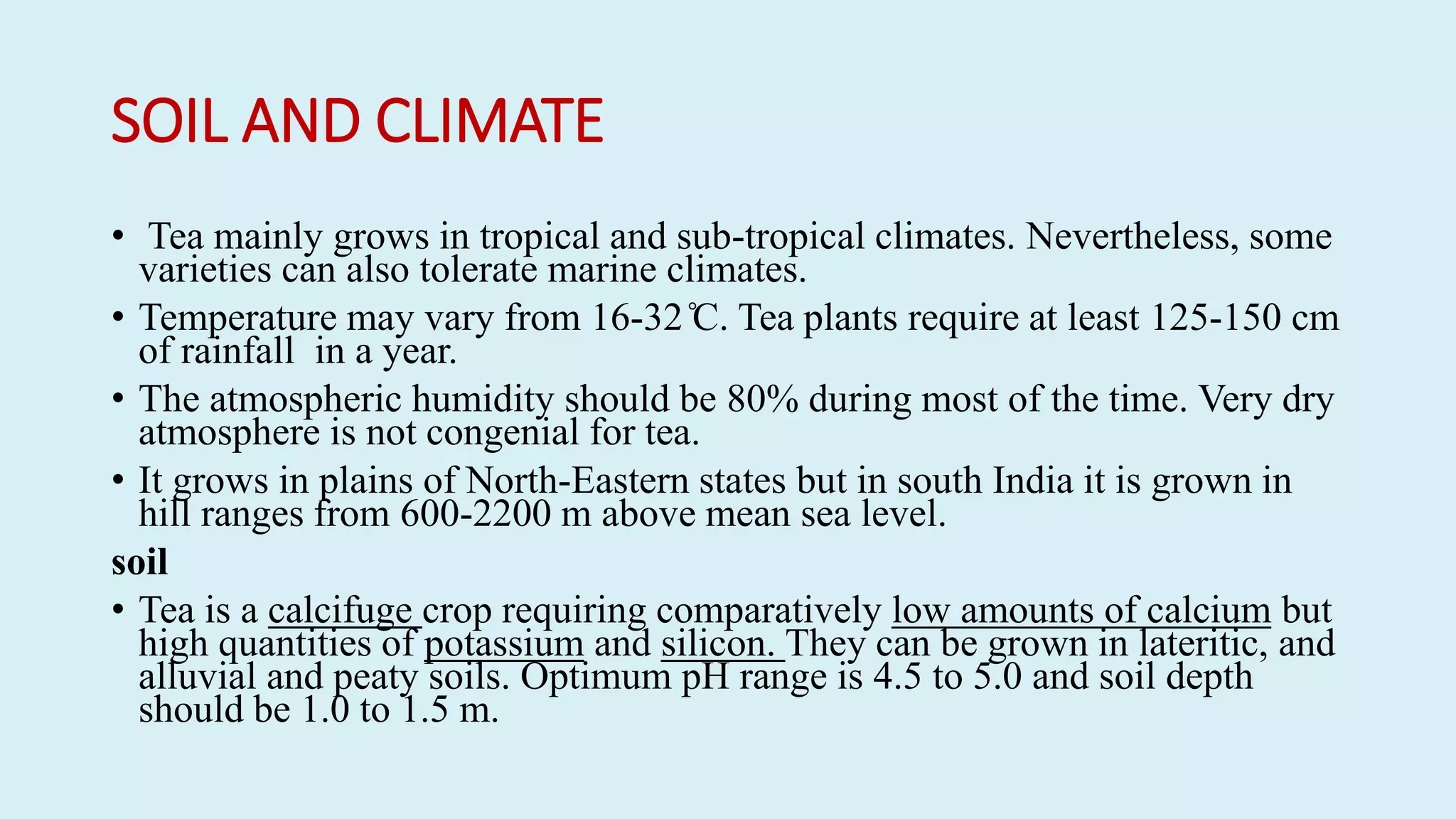 Tea production technology | PPTX