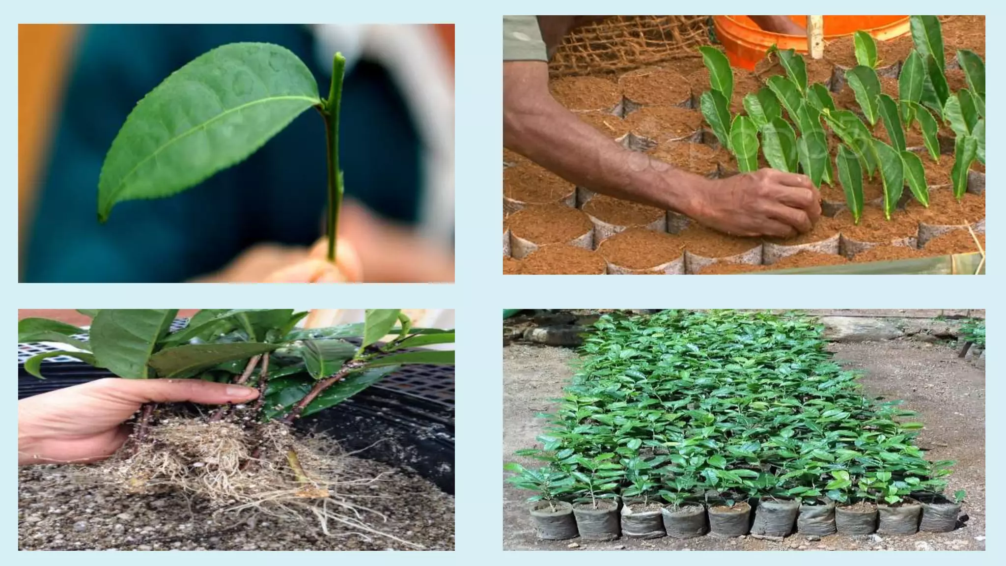 Tea production technology | PPTX